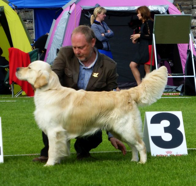 Priidik näitustel - Ringokris Goldens